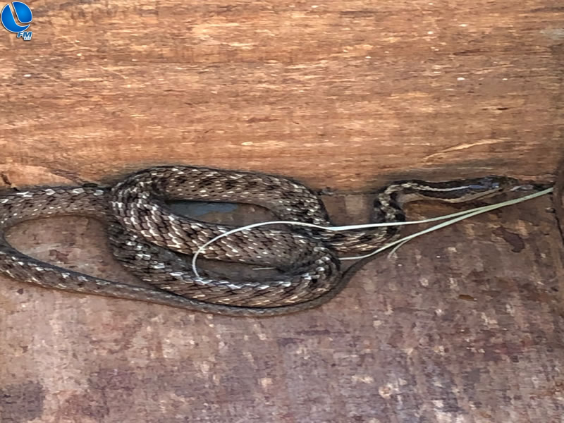 Rádio Lagoa FM — Notícias, Música e Informação 24h